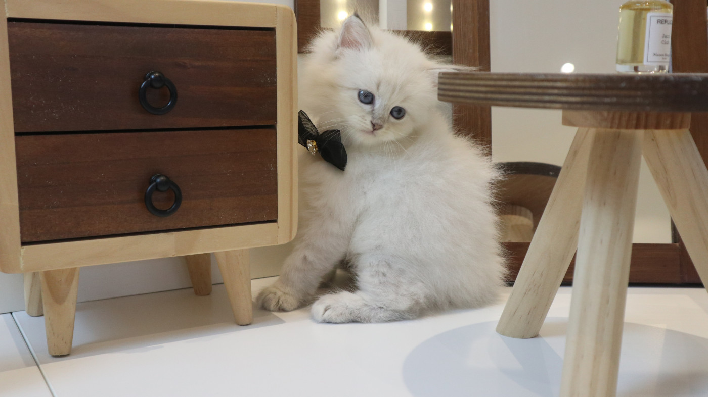 네바마스커레이드(케챱)